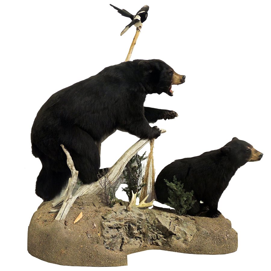 Life Size Black Bear Mount