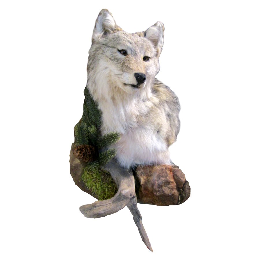Coyote - Shoulder Mount