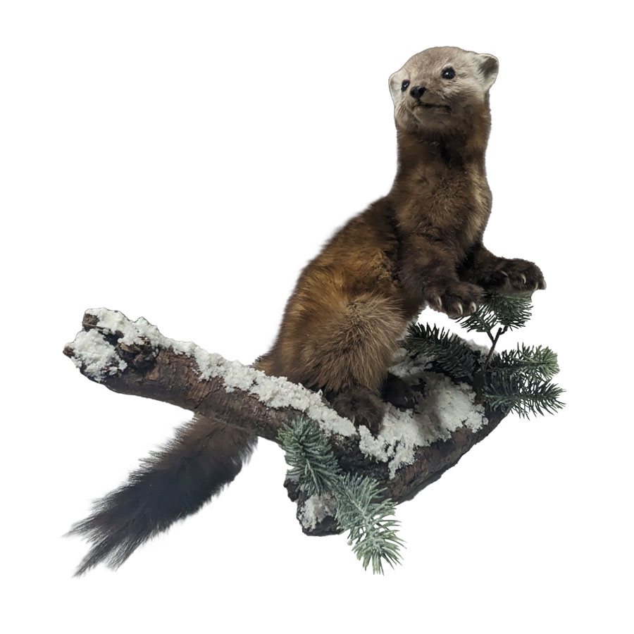 Fisher - Full Body Mount