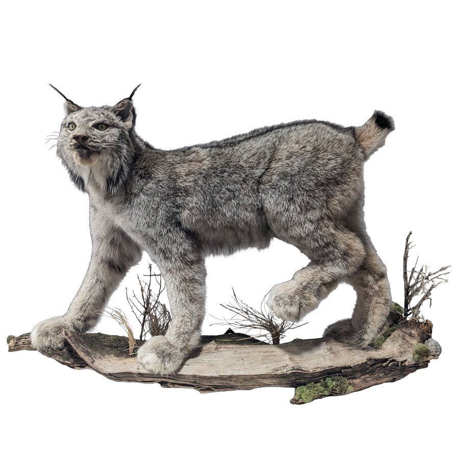 Lynx - Full Body Mount