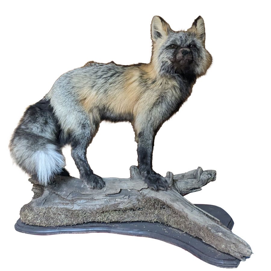 Cross Fox - Full Mount