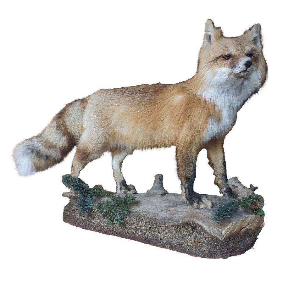 Red Fox - Full Mount