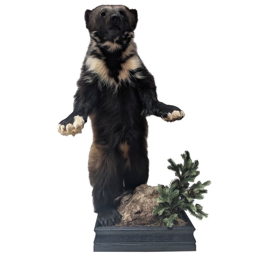 Wolverine - Full Mount