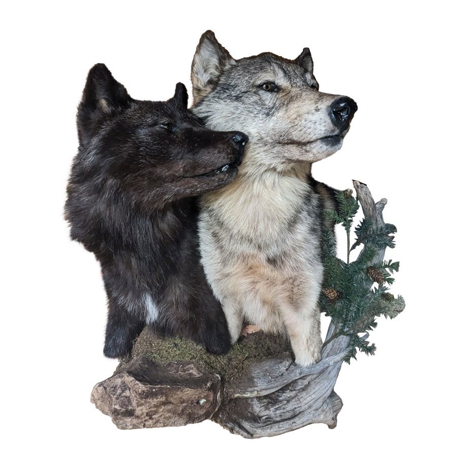 Wolf - Double Shoulder Mount