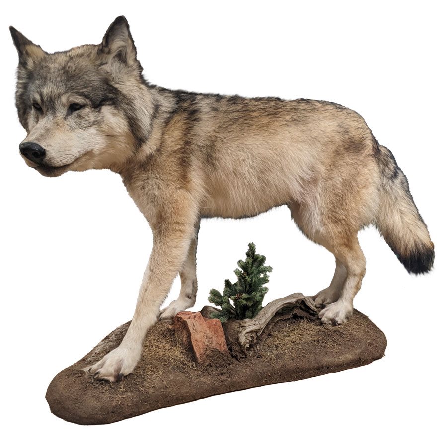 Wolf - Full Mount (Western Canadian)