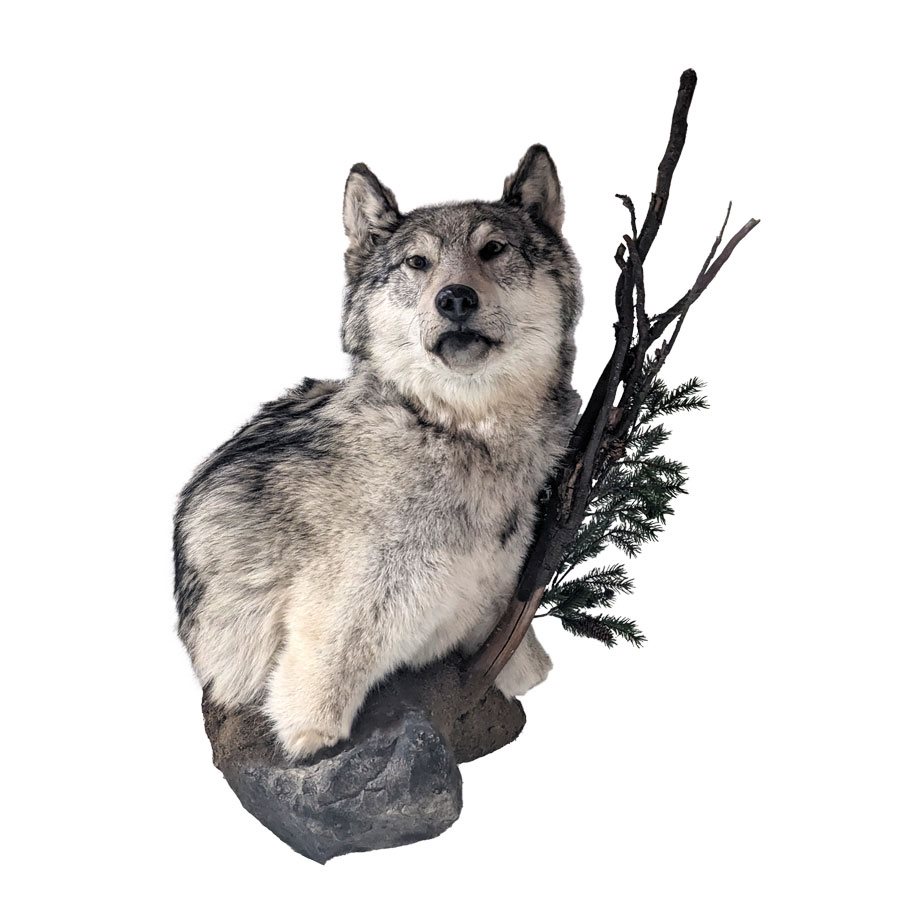 Wolf - Shoulder Mount