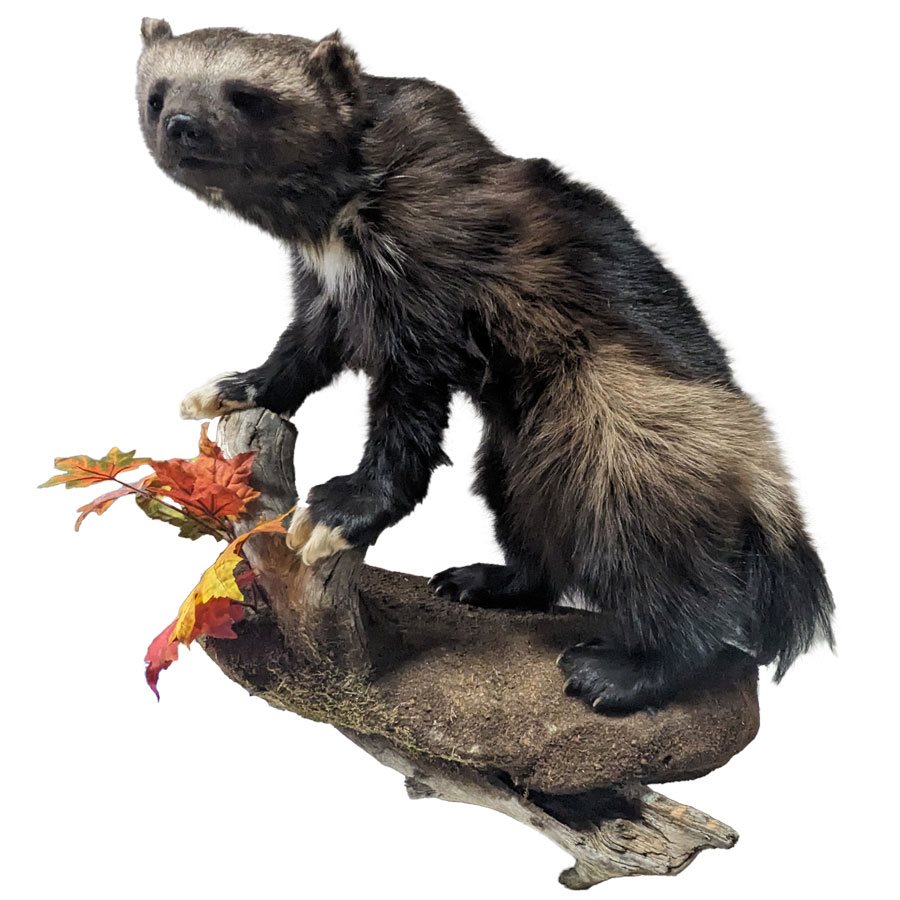 Wolverine - Full Body Mount
