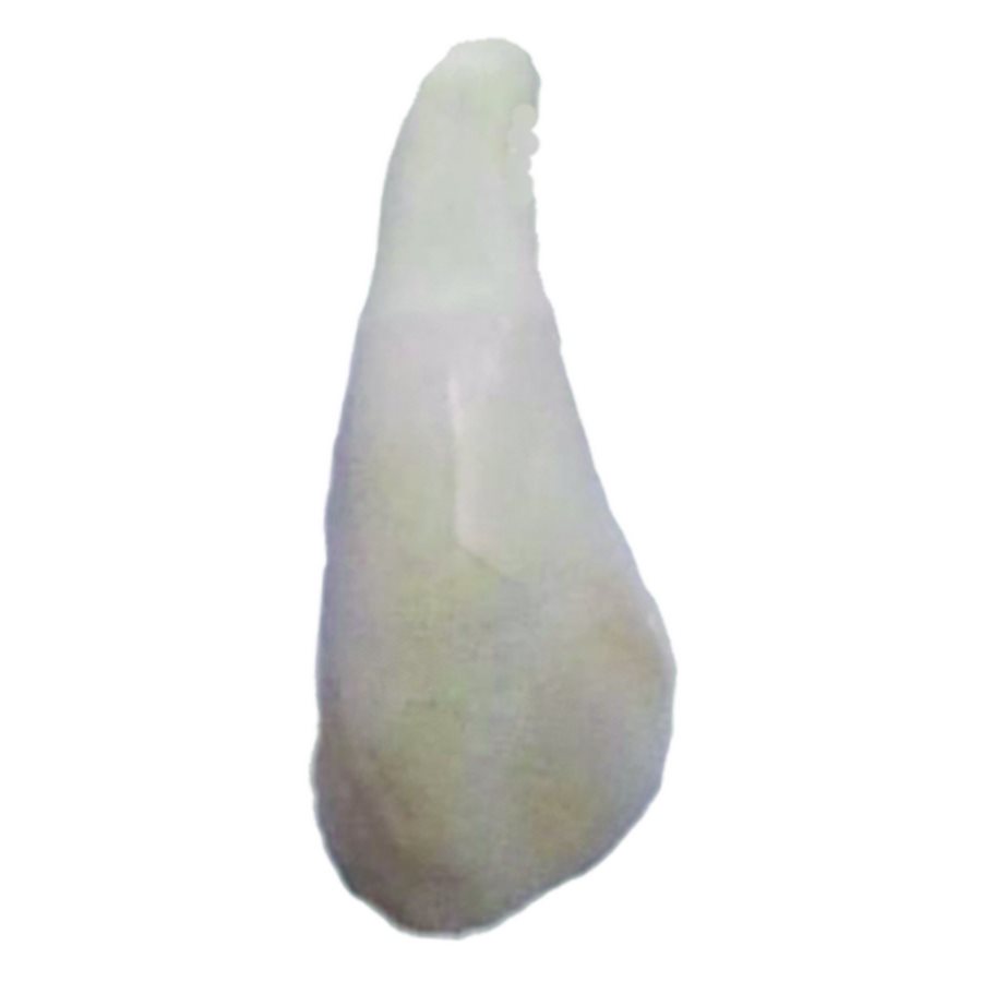 Buffalo Teeth (10 per package)