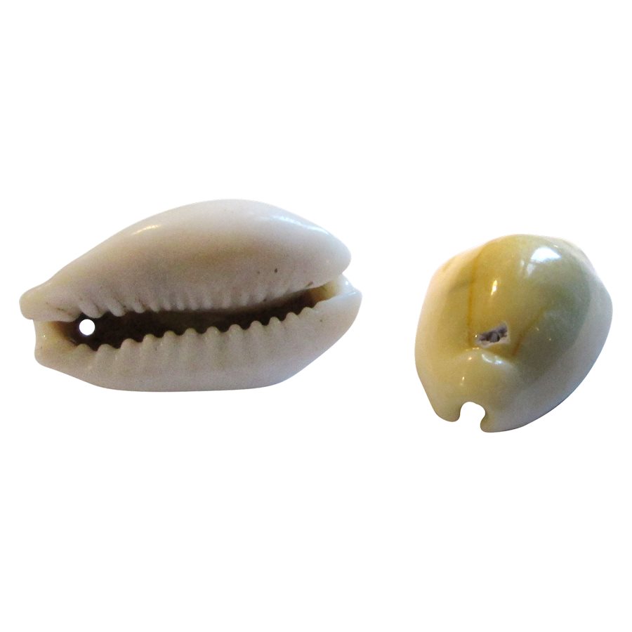 Yellow Money Cowrie Shells